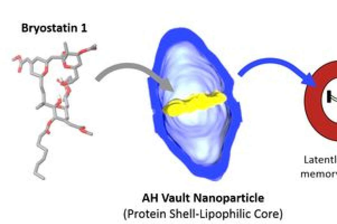 Vault nanoparticles engineered at UCLA show promise for cancer ...