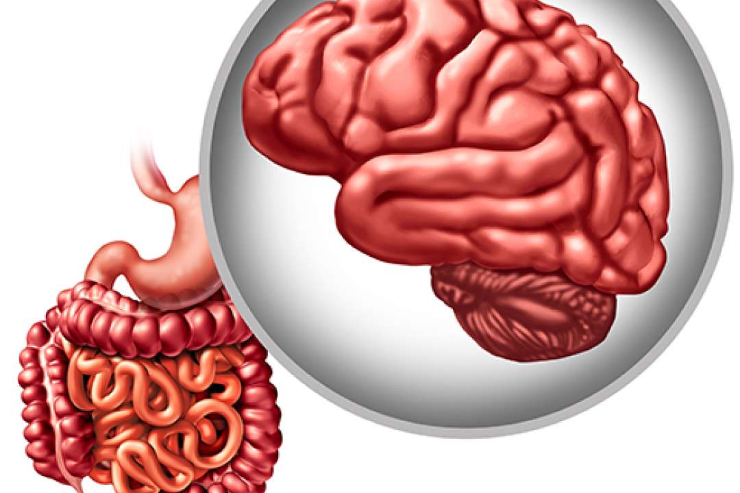 Vagus nerve central to the gut-brain axis | UCLA Health