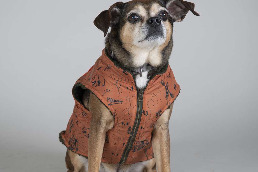 Support PAC - People-Animal Connection | UCLA Health