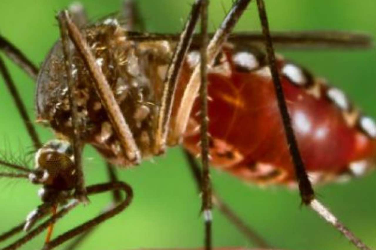 California: State's big population means more mosquito-borne infections ...
