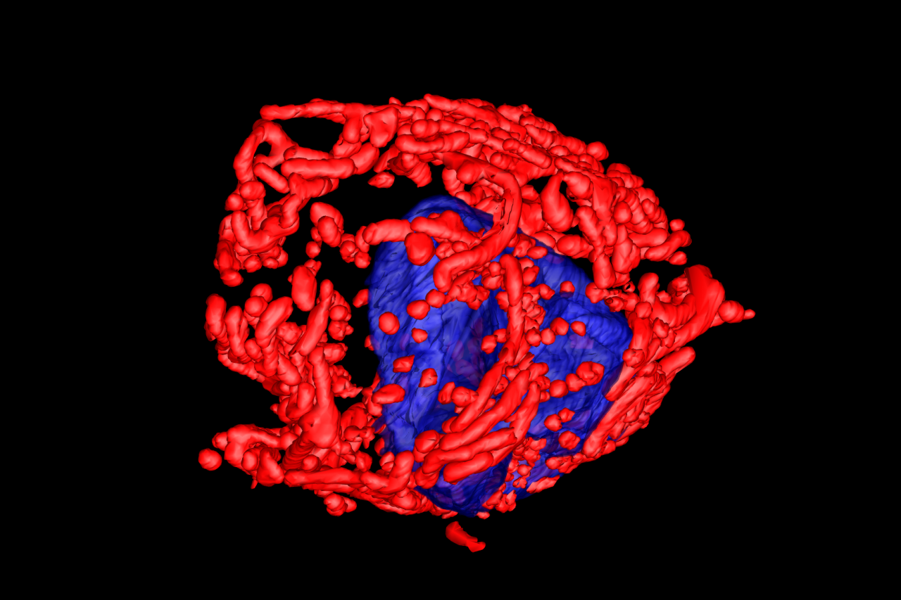 Scientists Discover Key Information about the Function of Mitochondria ...