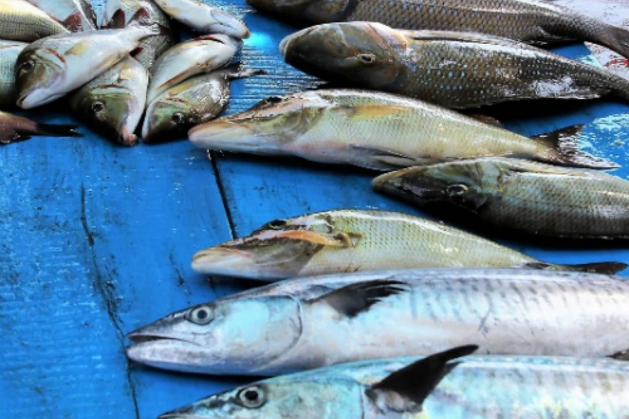 Thinking of adding more fish to your diet? Consider the health risks of ...