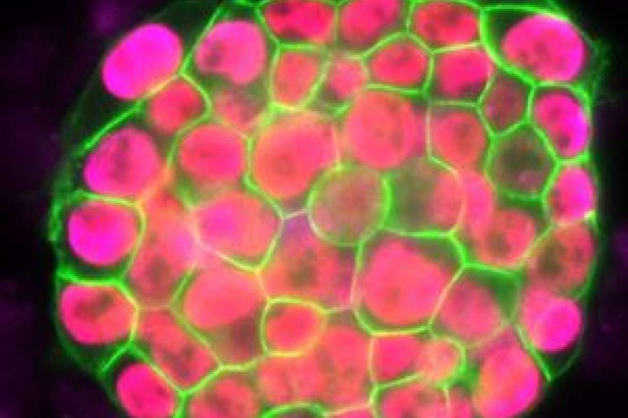 Scientists at UCLA develop method to define stages of stem cell ...