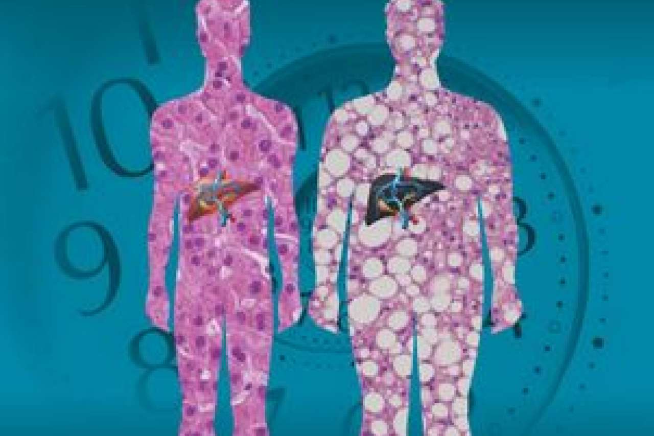 Using a novel biological clock, UCLA researchers find that obesity ...