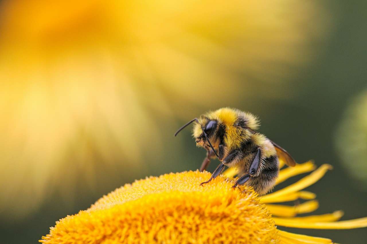 Research expands on using bee venom to treat cancer | UCLA Health