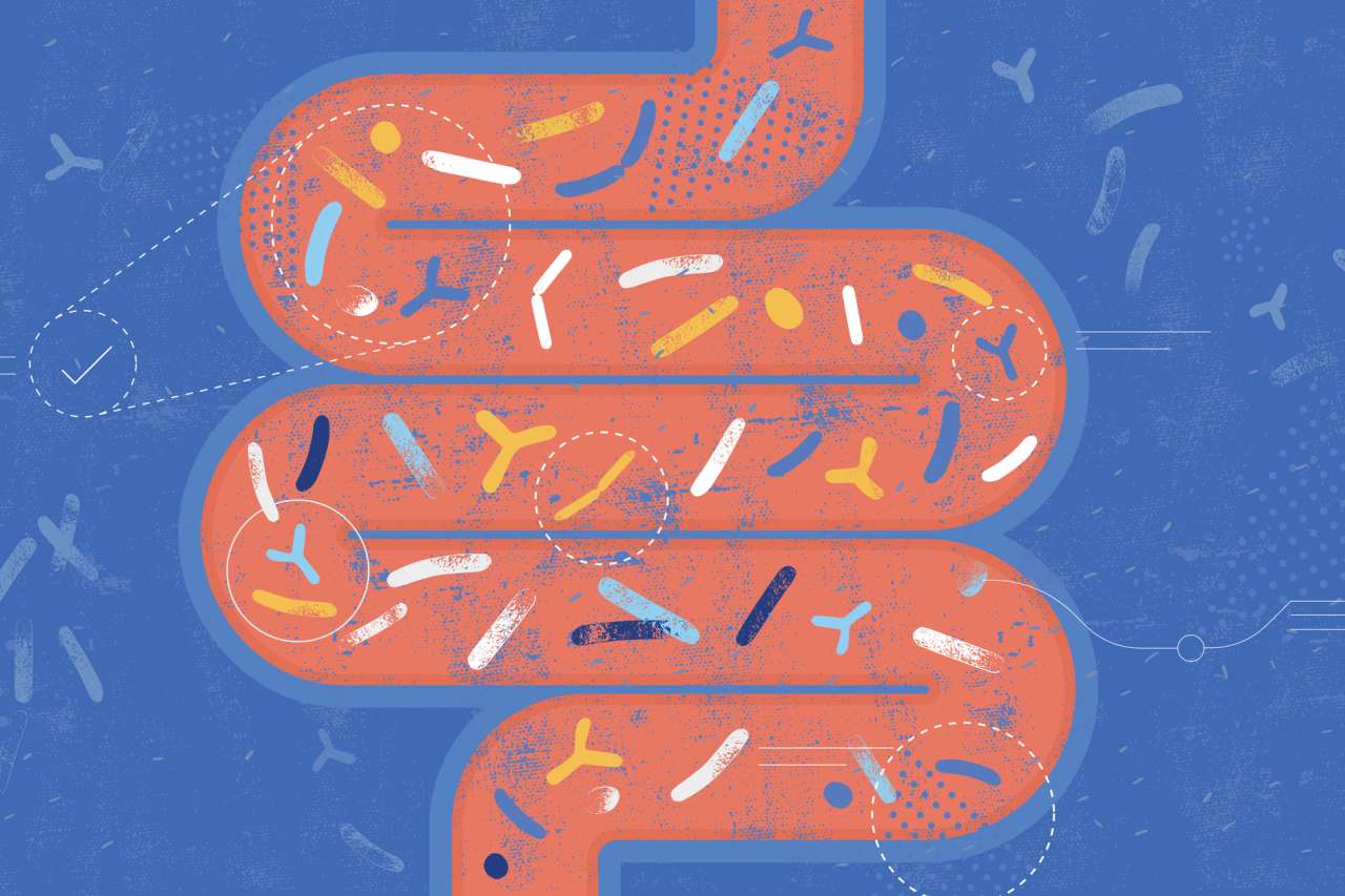 Kids with autism show altered gut microbiome-brain interactions ...