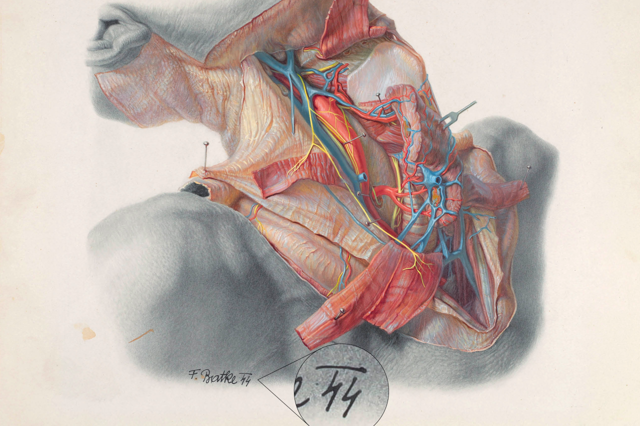 This human anatomy atlas has a horrific history. One doctor aims to ...