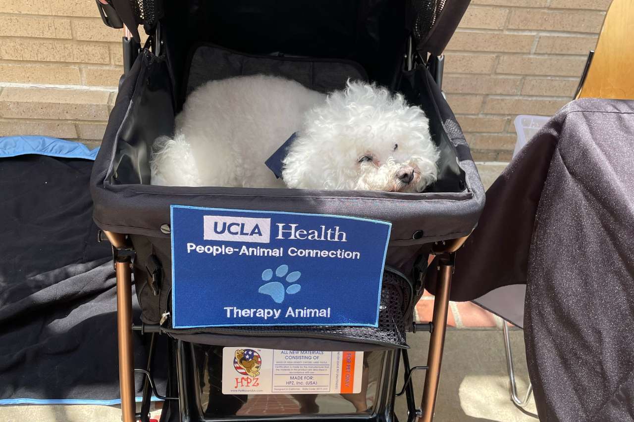 Support PAC - People-Animal Connection | UCLA Health