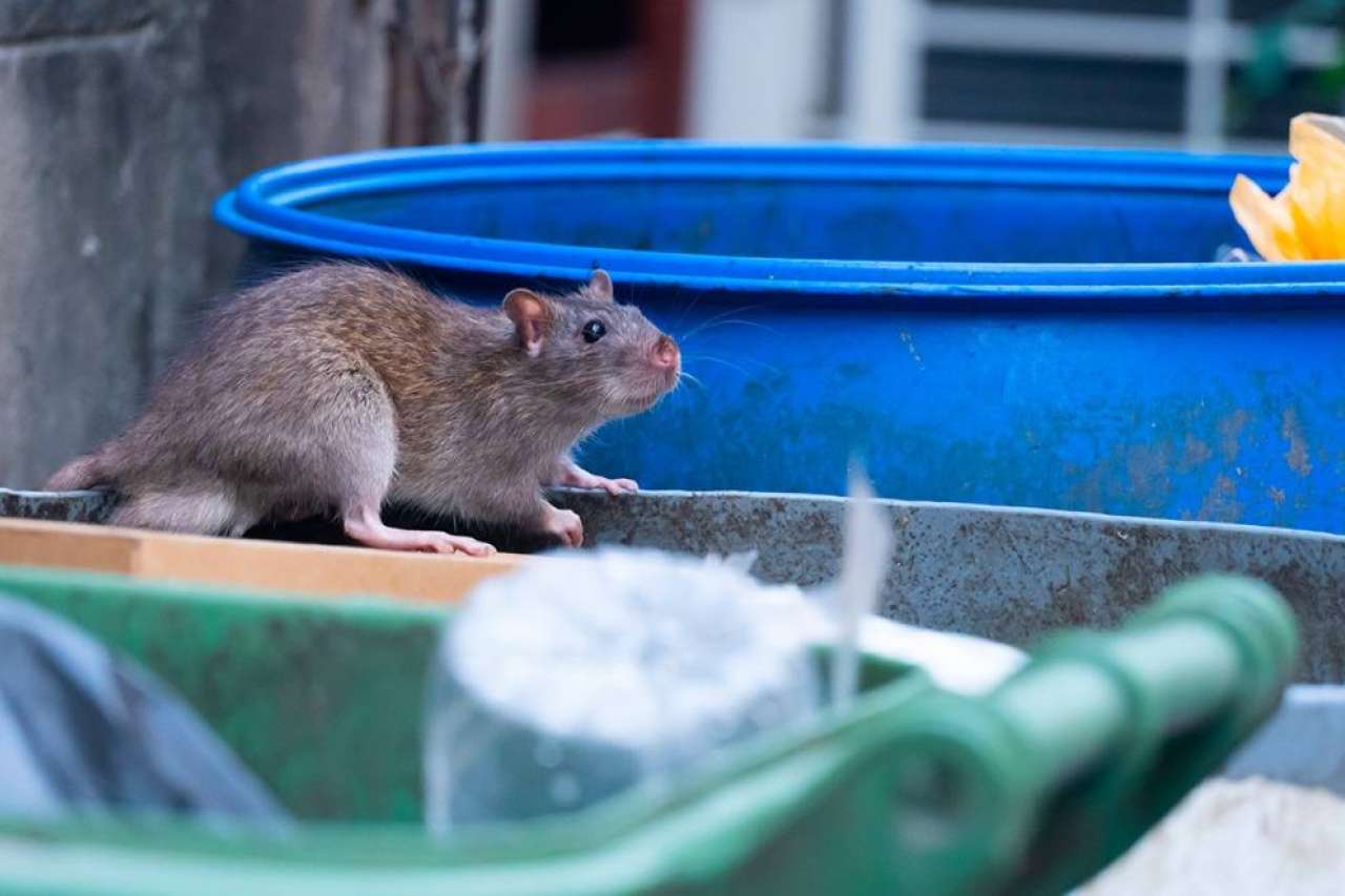 Rat bite fever usually effectively treated by antibiotics | UCLA Health