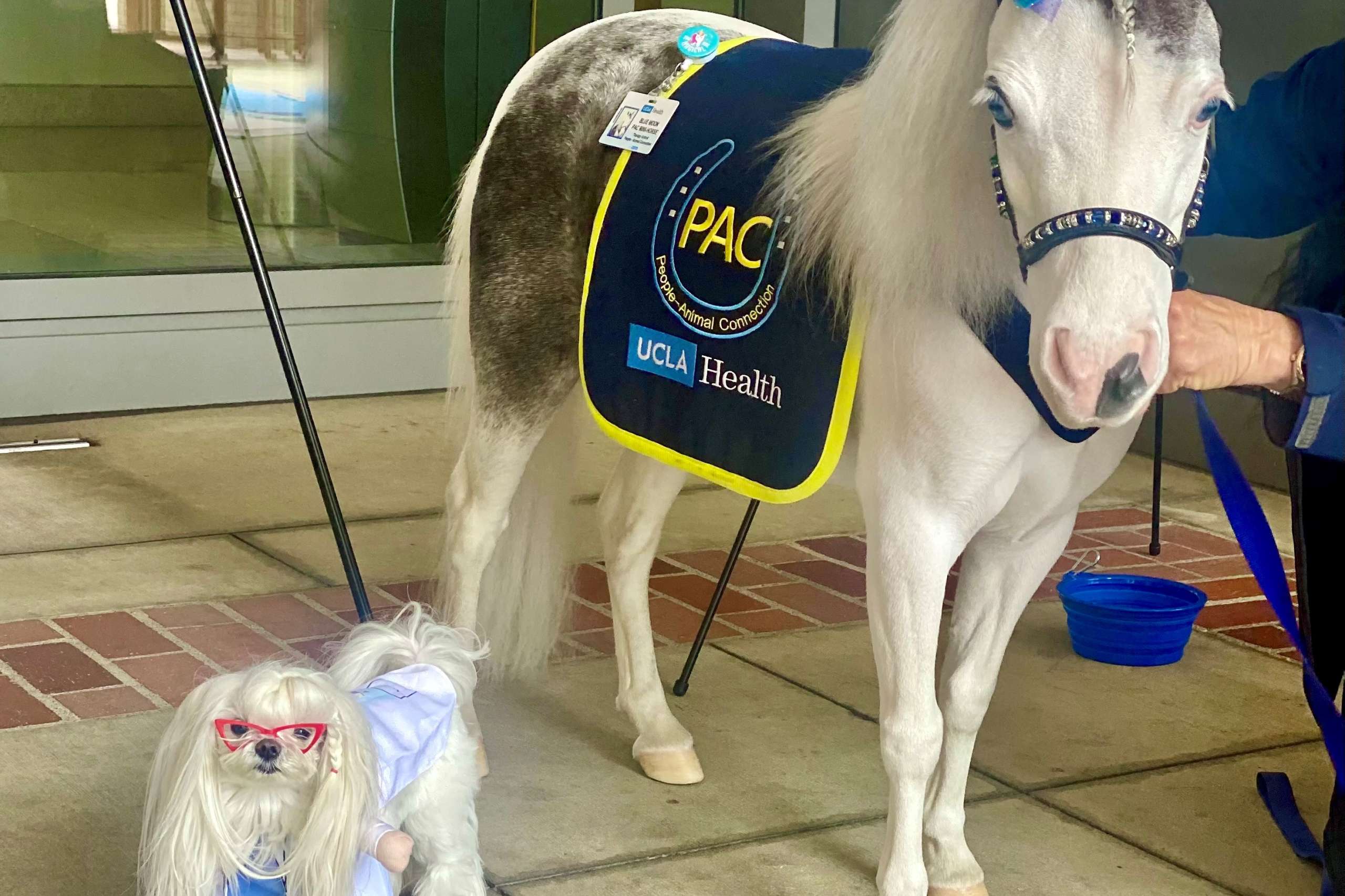 People-Animal Connection | UCLA Health