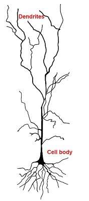 A Neurophysicist: The Ultimate Border-Crossing Incursion - Neurology ...