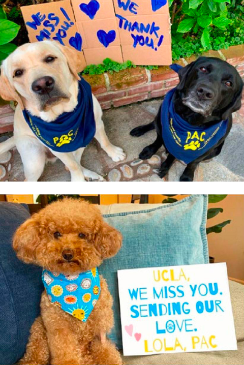 PAC & COVID-19 - People-Animal Connection | UCLA Health