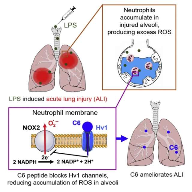 To combat a life-threatening lung condition, pediatrician-scientists ...
