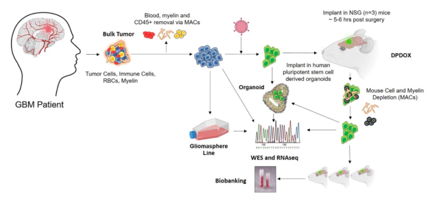 Shared Resource Cores | UCLA Health Jonsson Comprehensive Cancer Center