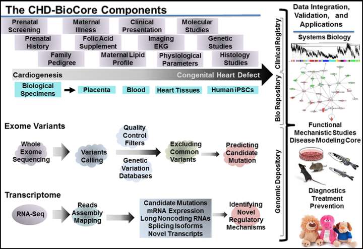 CHD-BioCore Components - Touma Lab | UCLA Health