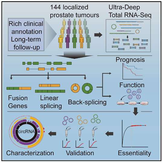 Research Areas - Institute for Urologic Oncology | UCLA Health