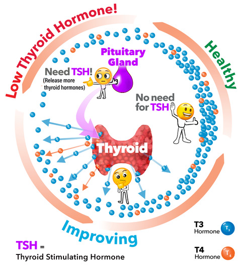 Normal Thyroid Hormone Levels - Endocrine Surgery | UCLA Health