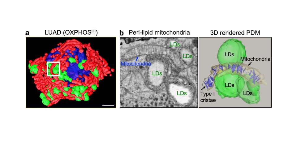 Scientists Discover Key Information about the Function of Mitochondria ...