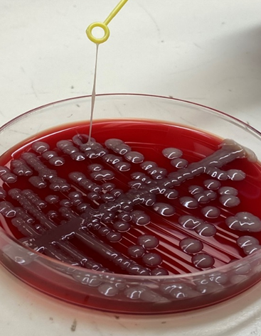 Molecular Microbiology and Pathogen Genomics (MMPG) Laboratory ...