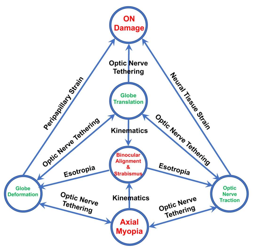 Ocular Motility Lab - Our Current Research - Ophthalmology | UCLA Health