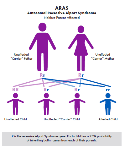 What is Alport syndrome? - CORE Kidney | UCLA Health