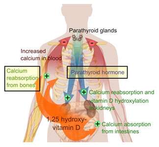 High Calcium Levels & Primary Hyperparathyroidism - Endocrine Surgery ...