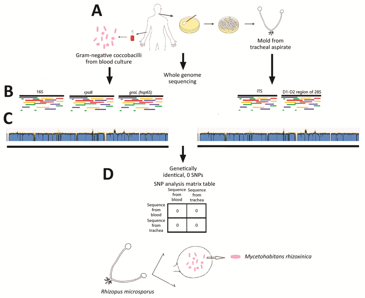 Molecular Microbiology and Pathogen Genomics (MMPG) Laboratory - Pathology | UCLA Health