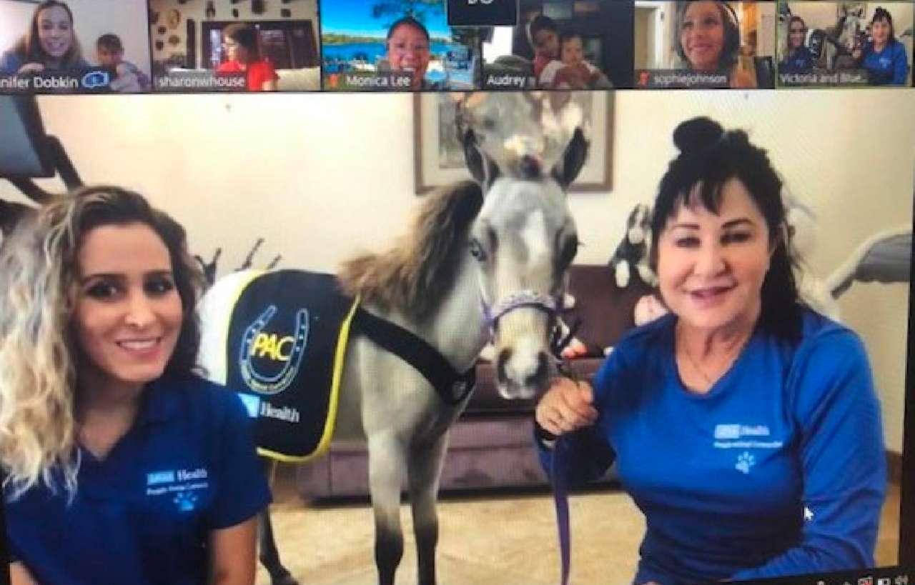 PAC & COVID-19 - People-Animal Connection | UCLA Health