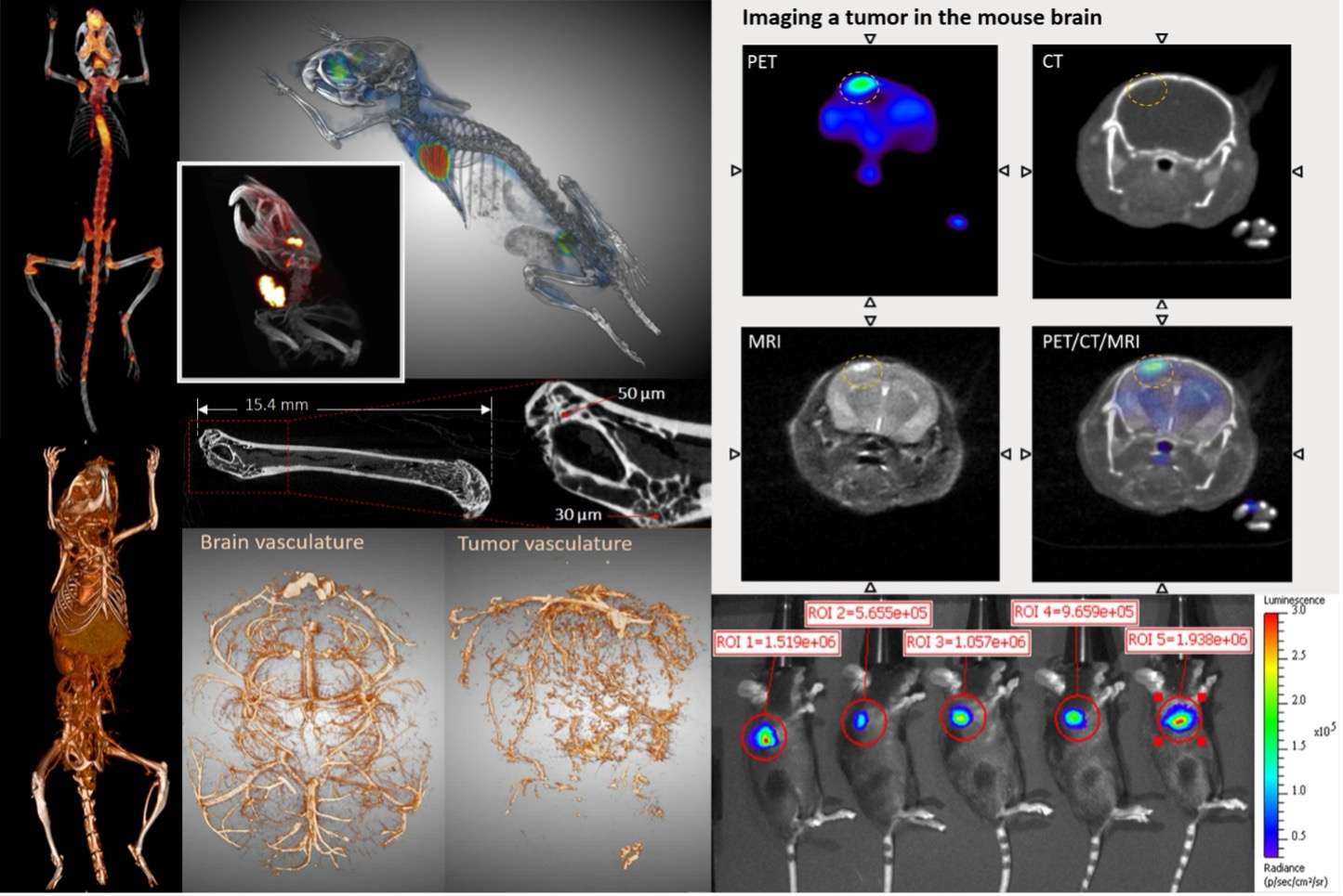 Small Animal Imaging | UCLA Health Jonsson Comprehensive Cancer Center