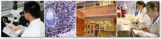 PhD Programs - Pathology | UCLA Health