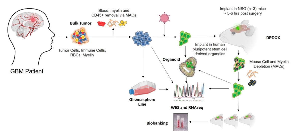 Shared Resource Cores | UCLA Health Jonsson Comprehensive Cancer Center