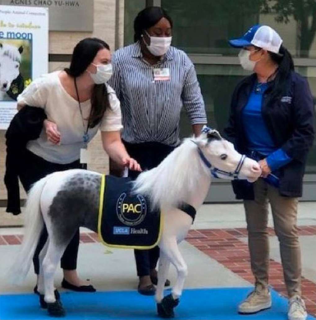 PAC & COVID-19 - People-Animal Connection | UCLA Health