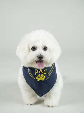 PAC Therapy Animals - People-Animal Connection | UCLA Health