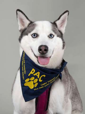 PAC Therapy Animals - People-Animal Connection | UCLA Health