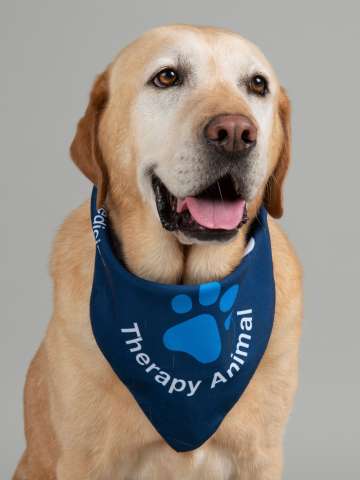 PAC Therapy Animals - People-Animal Connection | UCLA Health