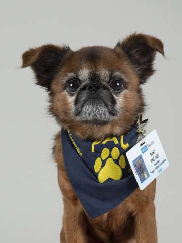 PAC Therapy Animals - People-Animal Connection | UCLA Health