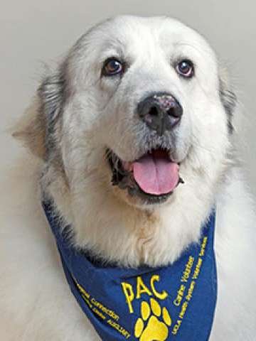 PAC Retired Therapy Animals - People-Animal Connection | UCLA Health