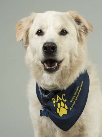 PAC Therapy Animals - People-Animal Connection | UCLA Health