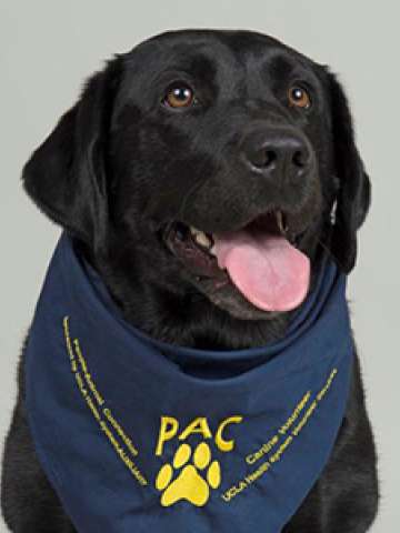 PAC Retired Therapy Animals - People-Animal Connection | UCLA Health