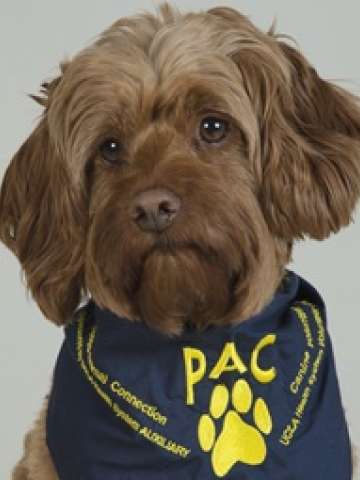 PAC Retired Therapy Animals - People-Animal Connection | UCLA Health
