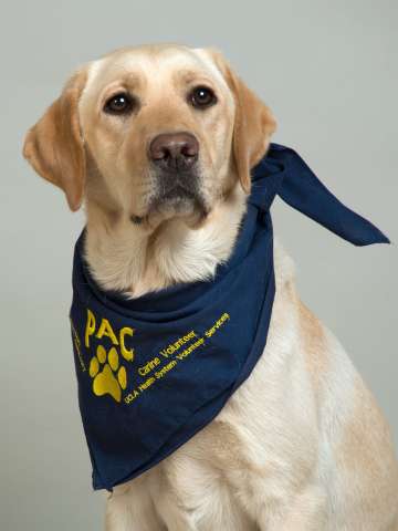 PAC Therapy Animals - People-Animal Connection | UCLA Health