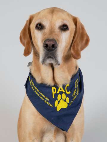 PAC Therapy Animals - People-Animal Connection | UCLA Health