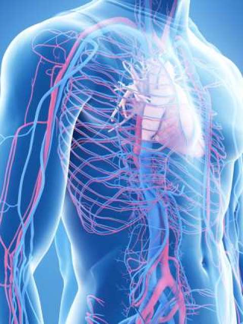 Vascular and Endovascular Surgery - Surgery | UCLA Health