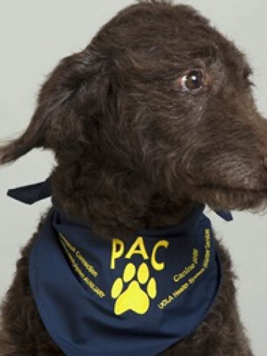 PAC Retired Therapy Animals - People-Animal Connection | UCLA Health
