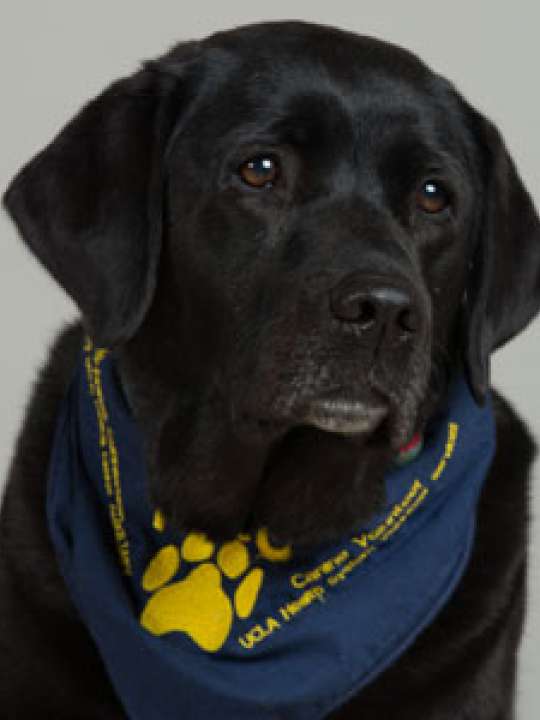 PAC Retired Therapy Animals - People-Animal Connection | UCLA Health