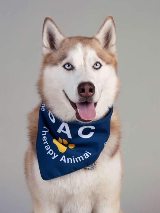 PAC Therapy Animals - People-Animal Connection | UCLA Health