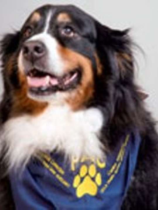 PAC Retired Therapy Animals - People-Animal Connection | UCLA Health