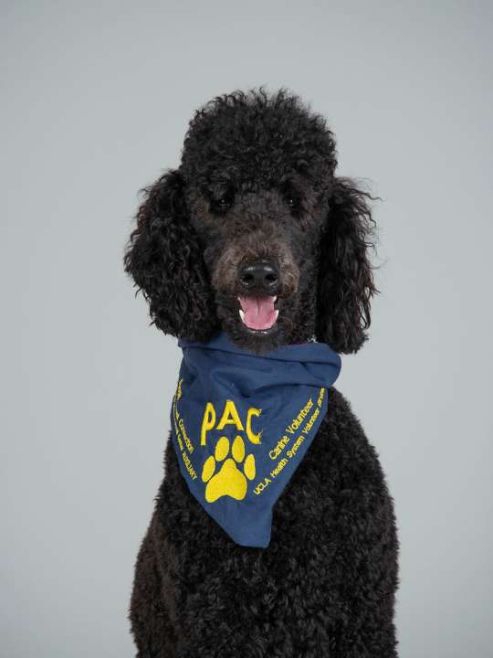 PAC Therapy Animals - People-Animal Connection | UCLA Health