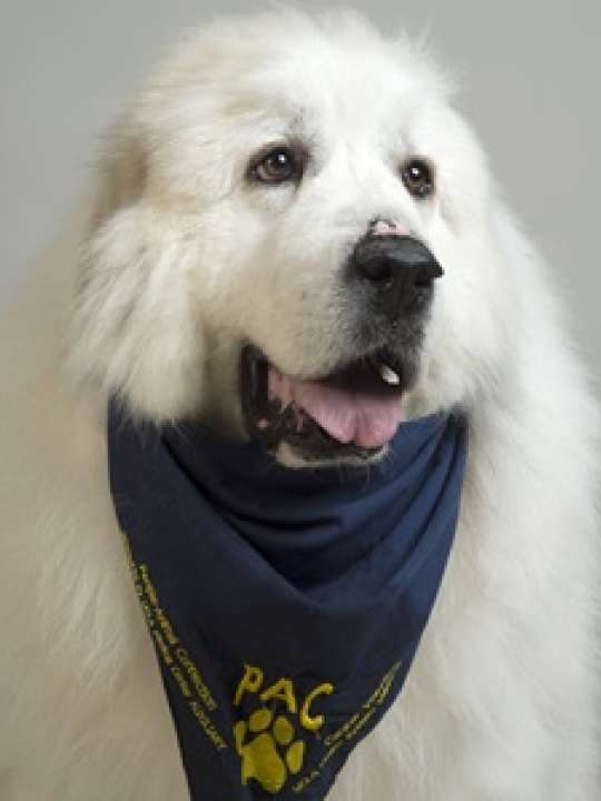 PAC Retired Therapy Animals - People-Animal Connection | UCLA Health