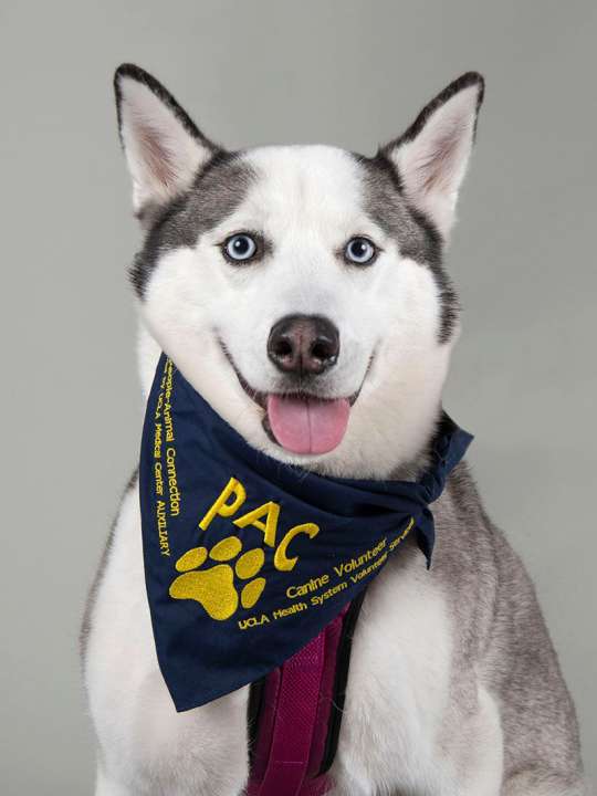 PAC Therapy Animals - People-Animal Connection | UCLA Health